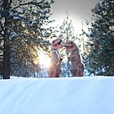 T-Rex Engagement Photo Shoot | POPSUGAR Love & Sex