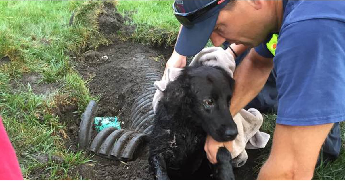 Dog Rescued From Storm Drain | POPSUGAR Pets