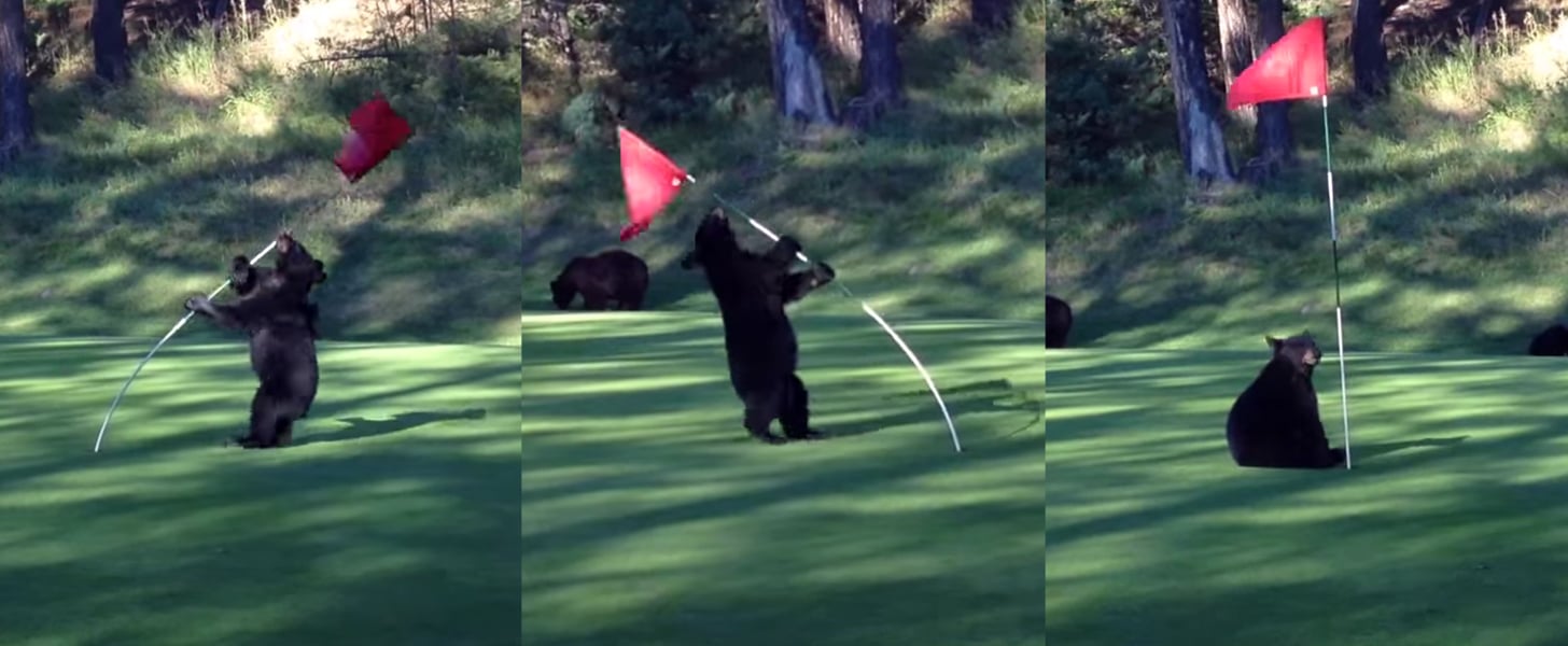 Bear Cub Playing on Golf Course | Video | POPSUGAR Celebrity