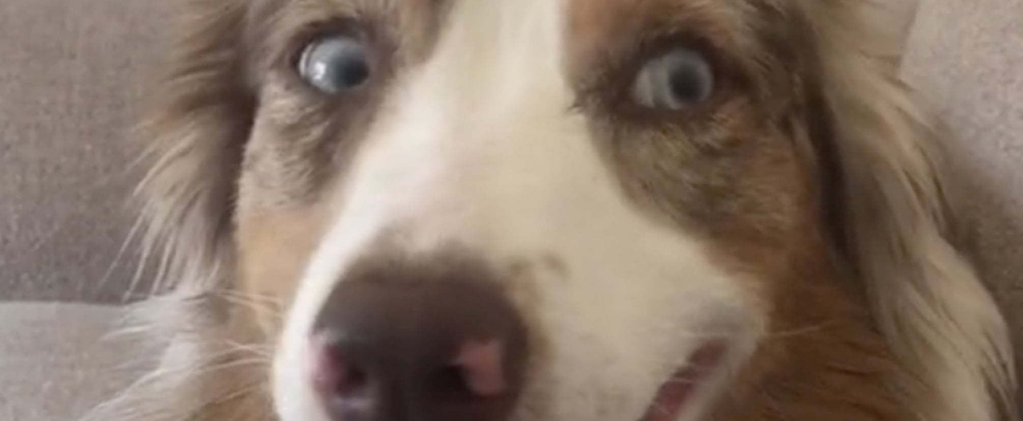 Siri Narrates Aussie Dog's Day at the Beach | TikTok Video | PS Pets