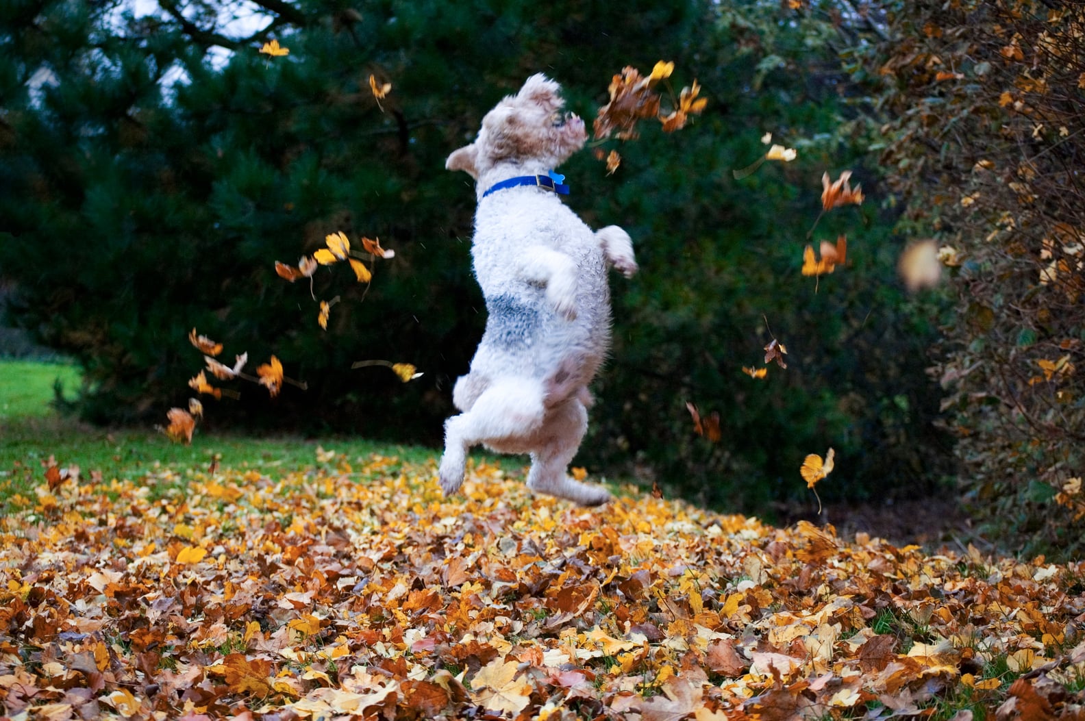 Cute Photos of Dogs in the Fall | PS Pets