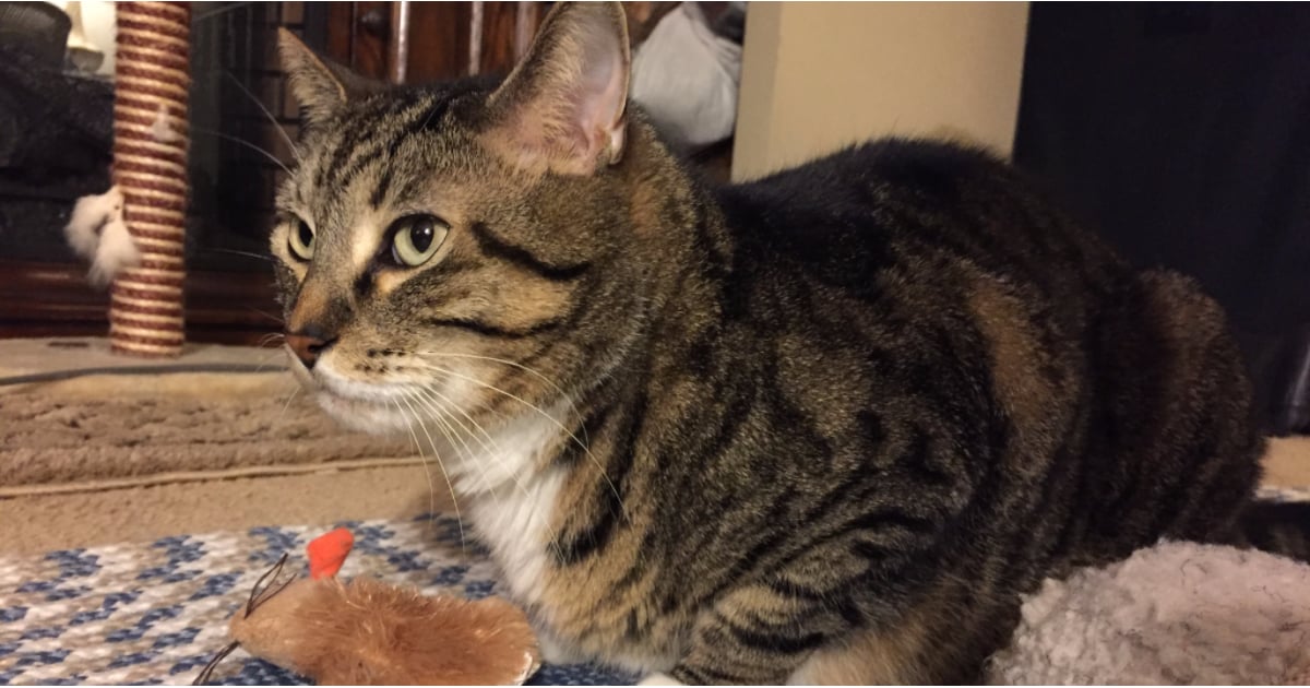 Cat Has Jaw Surgery To Remove Tumor POPSUGAR Pets