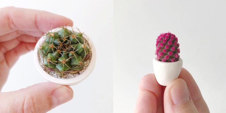 Micro Succulents and Micro Cacti For Sale on Etsy | POPSUGAR Home UK