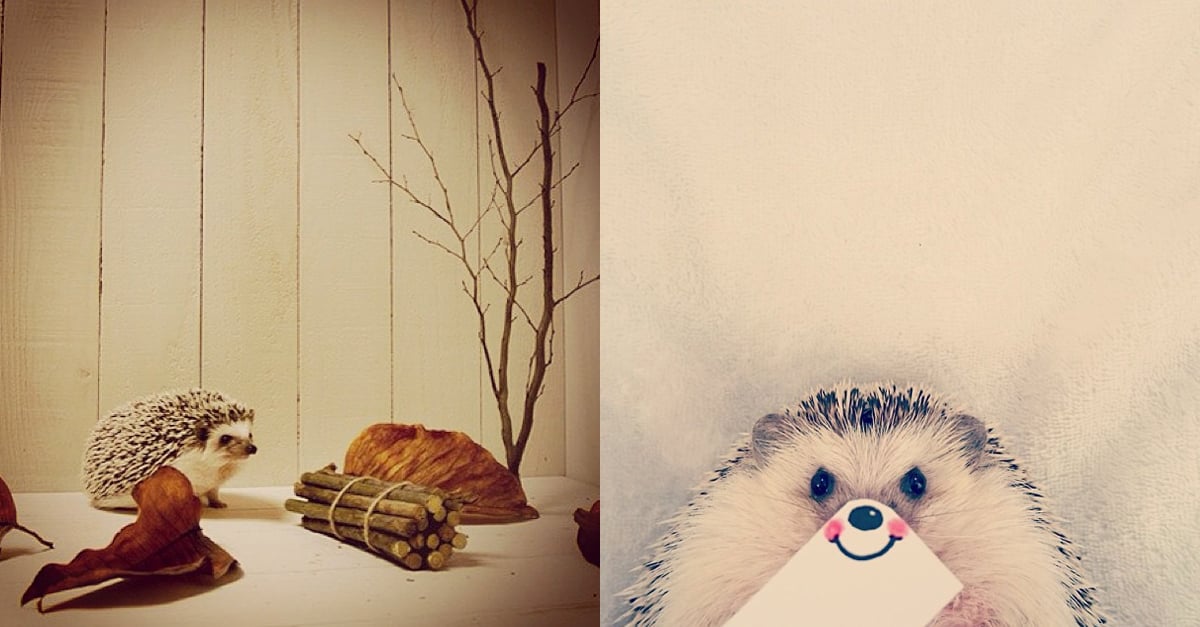 Marutaro the Hedgehog Instagram | PS Tech