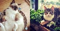 Cat Slang | POPSUGAR Tech