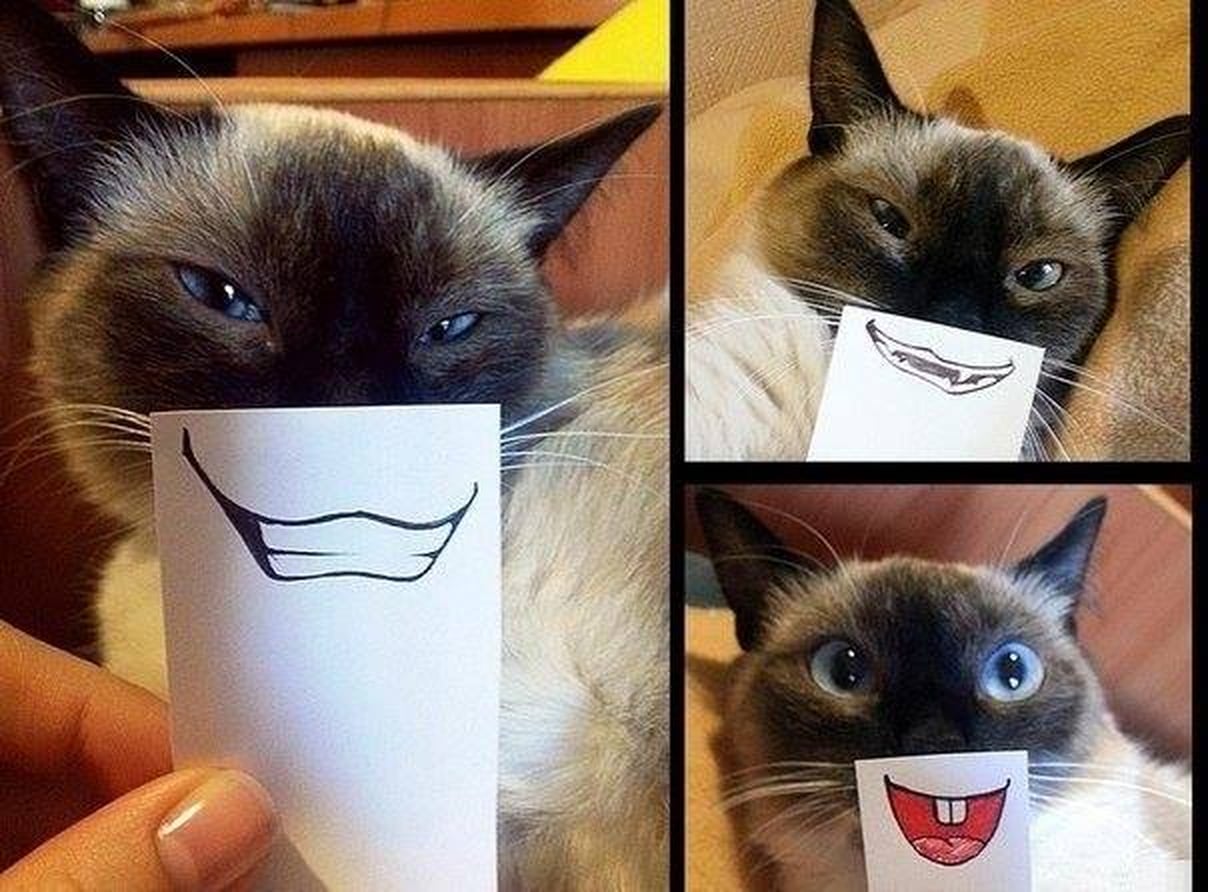 Funny Internet Cats | Pictures | POPSUGAR Tech