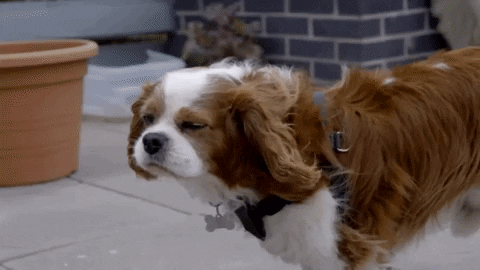 Relatable Dog GIFs | PS Pets