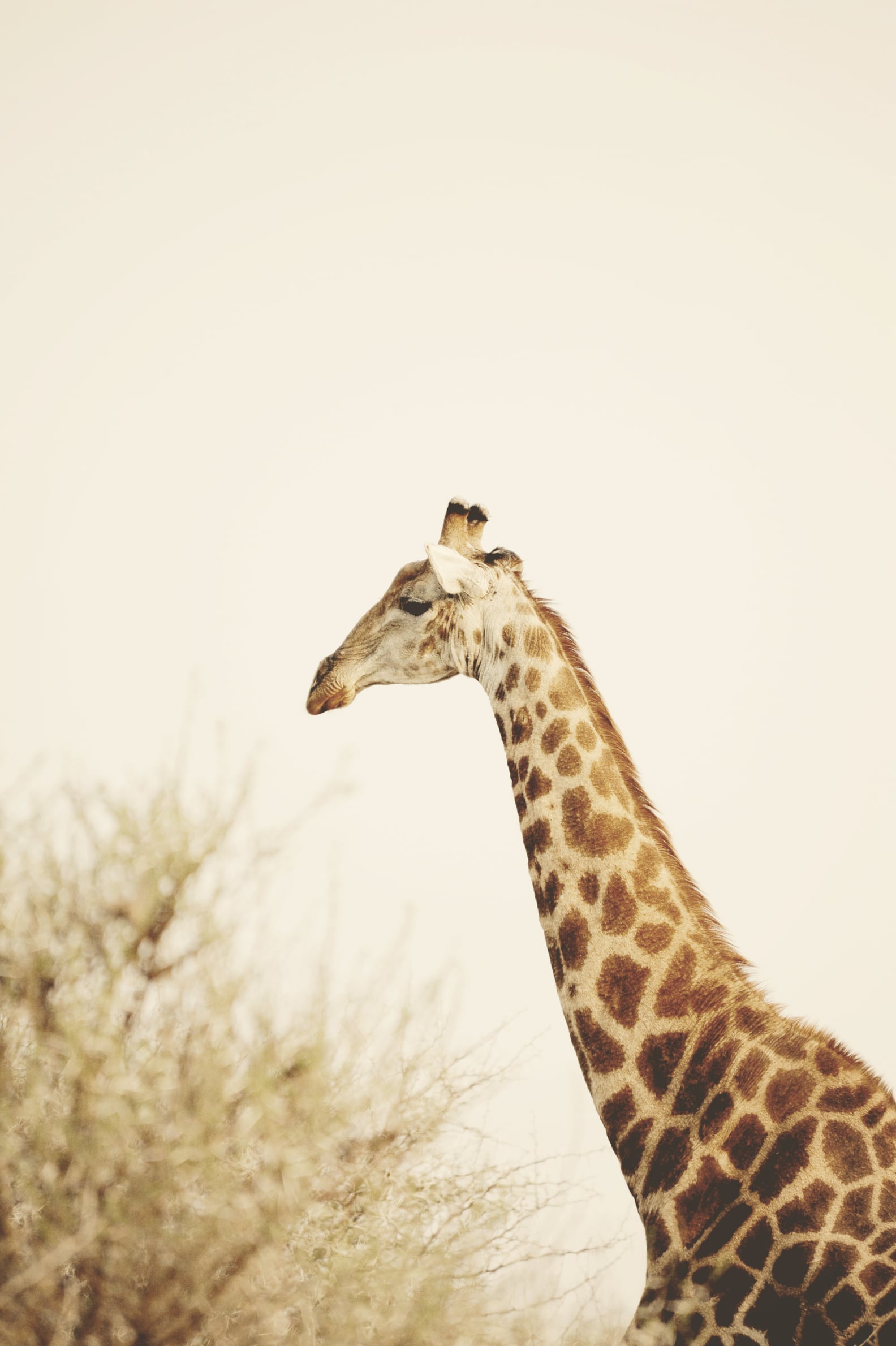South African Safari Wedding With Elephants Popsugar Love