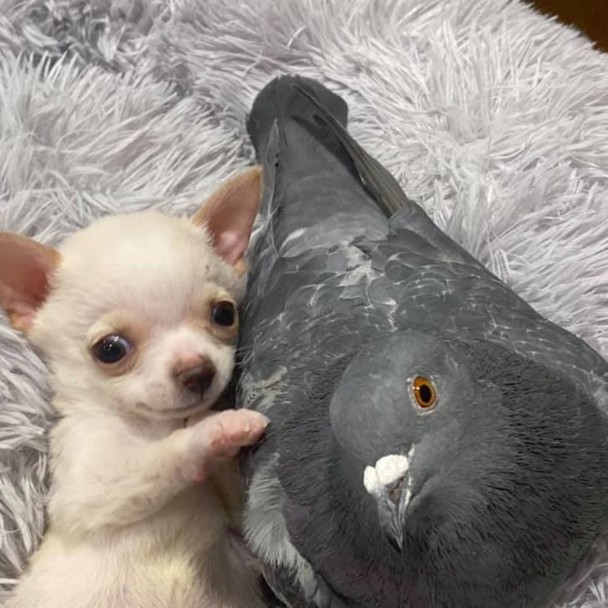 Puppy and Pigeon With Disabilities Form Unlikely Friendship | PS Pets