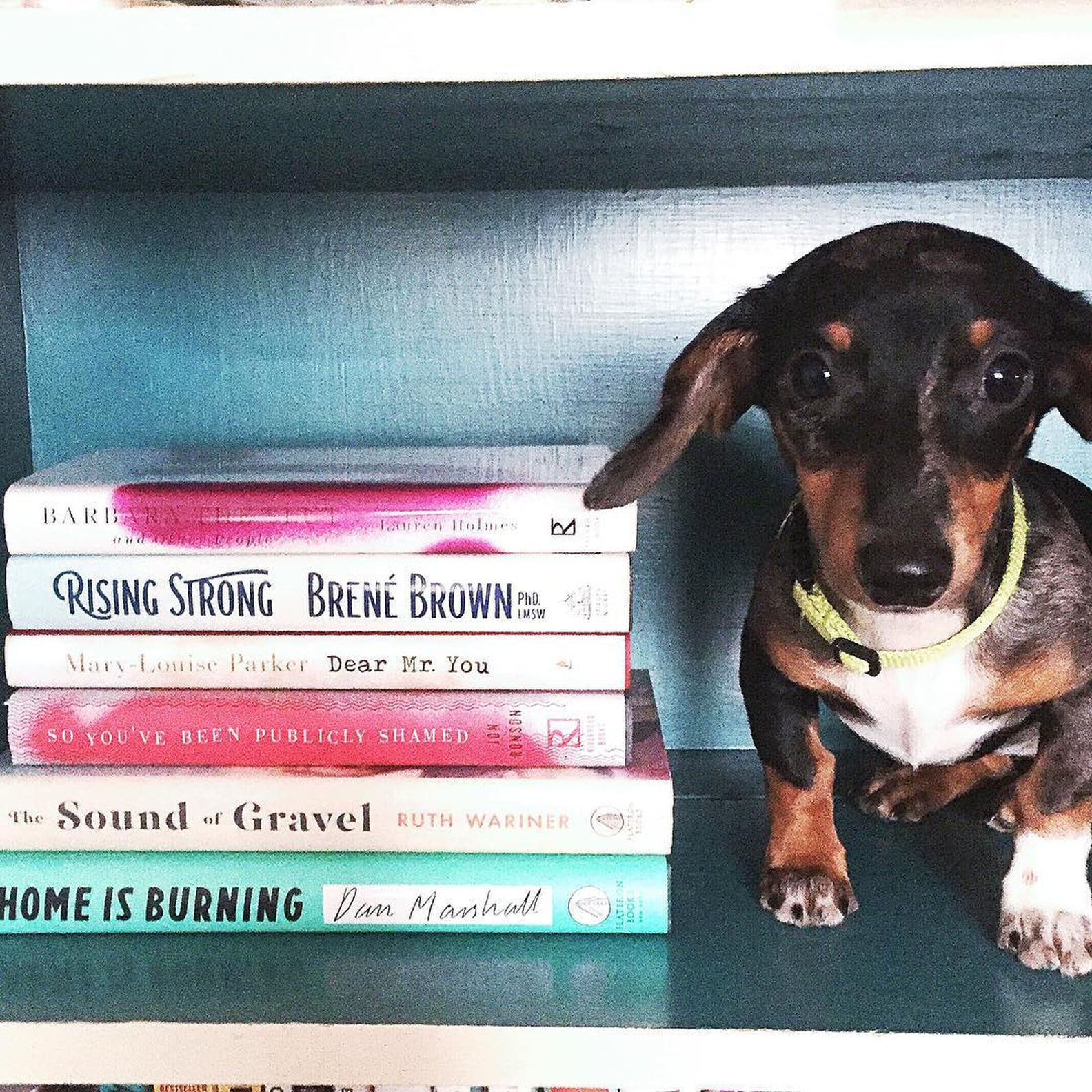 Animals With Books | Pictures | PS Pets