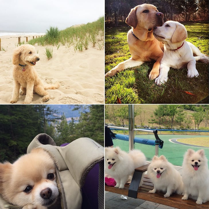 Instagram Dog Accounts | POPSUGAR Pets