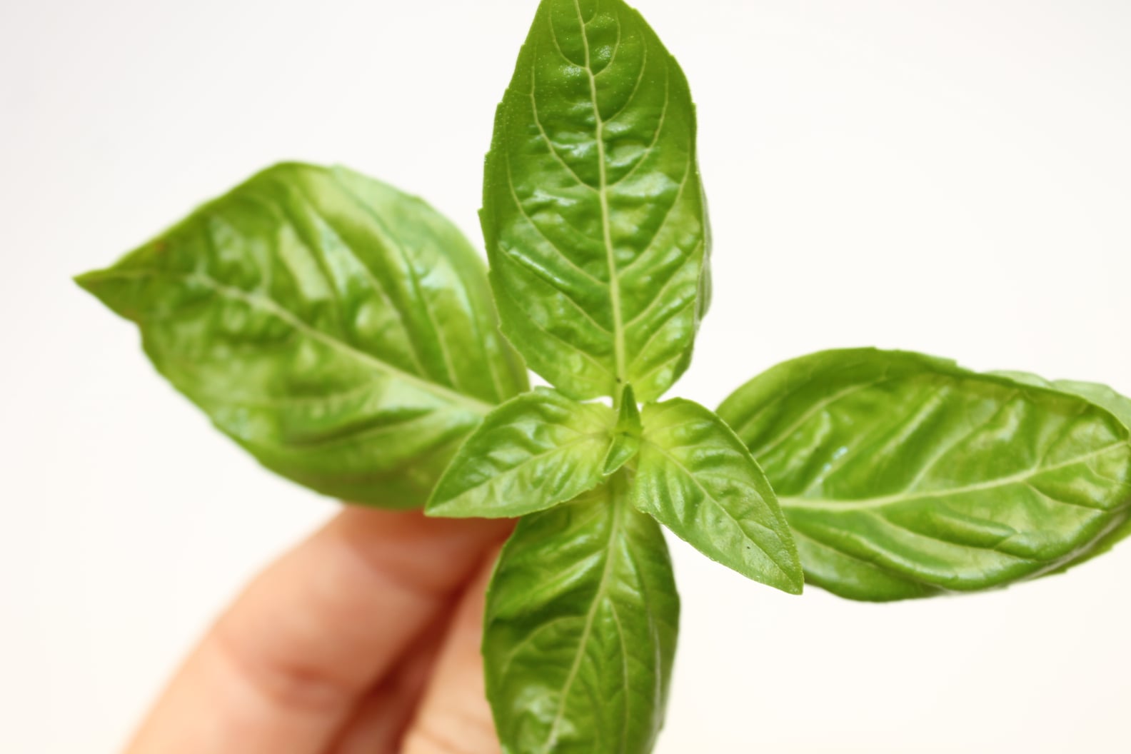 How to Grow Basil From Cuttings | POPSUGAR Home