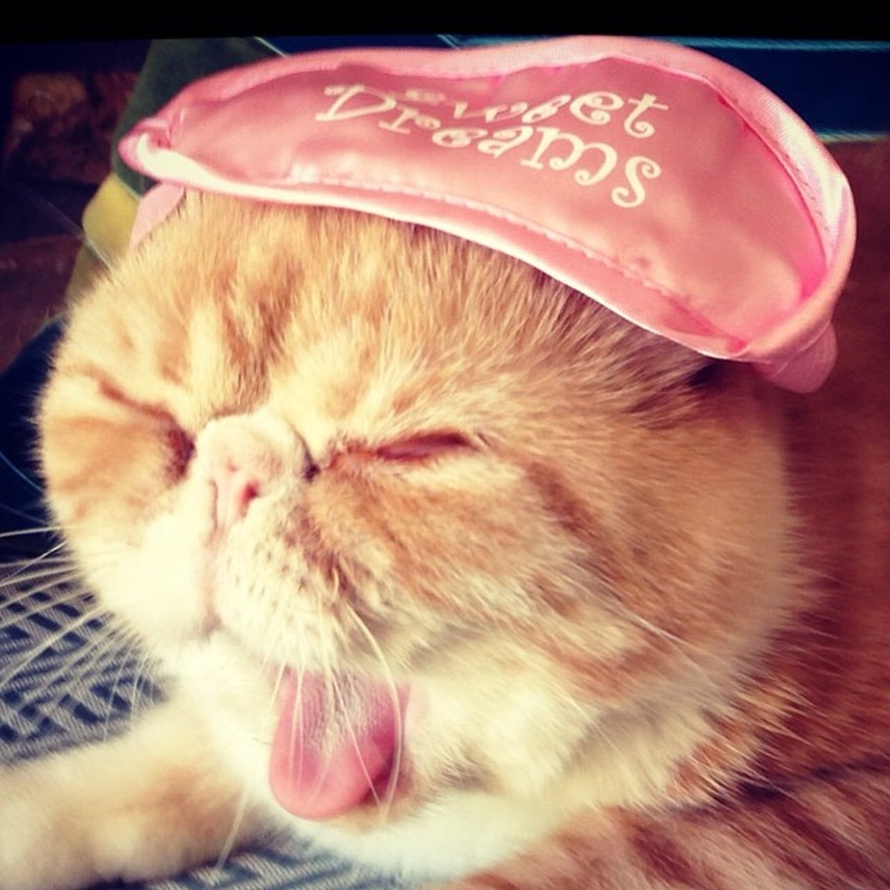 Meet Colonel Handsome Mustard the Cat | PS Pets