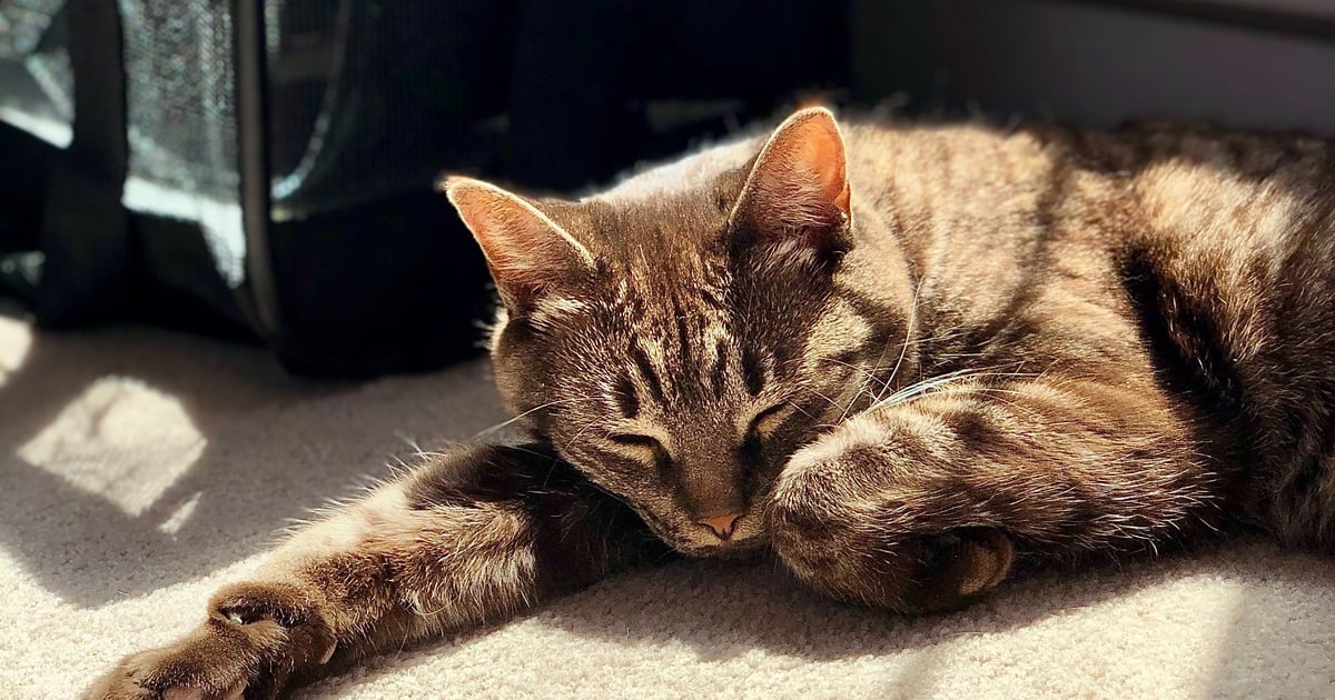 Ways To Calm Down Cats Before Traveling POPSUGAR Pets