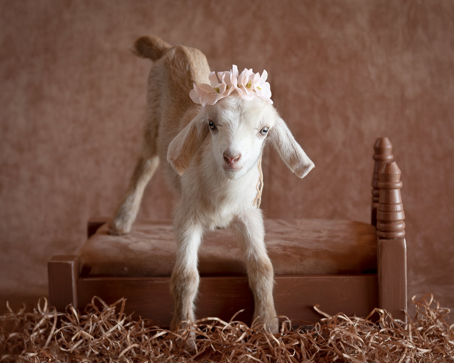 Photos of Newborn Baby Goats | POPSUGAR Pets
