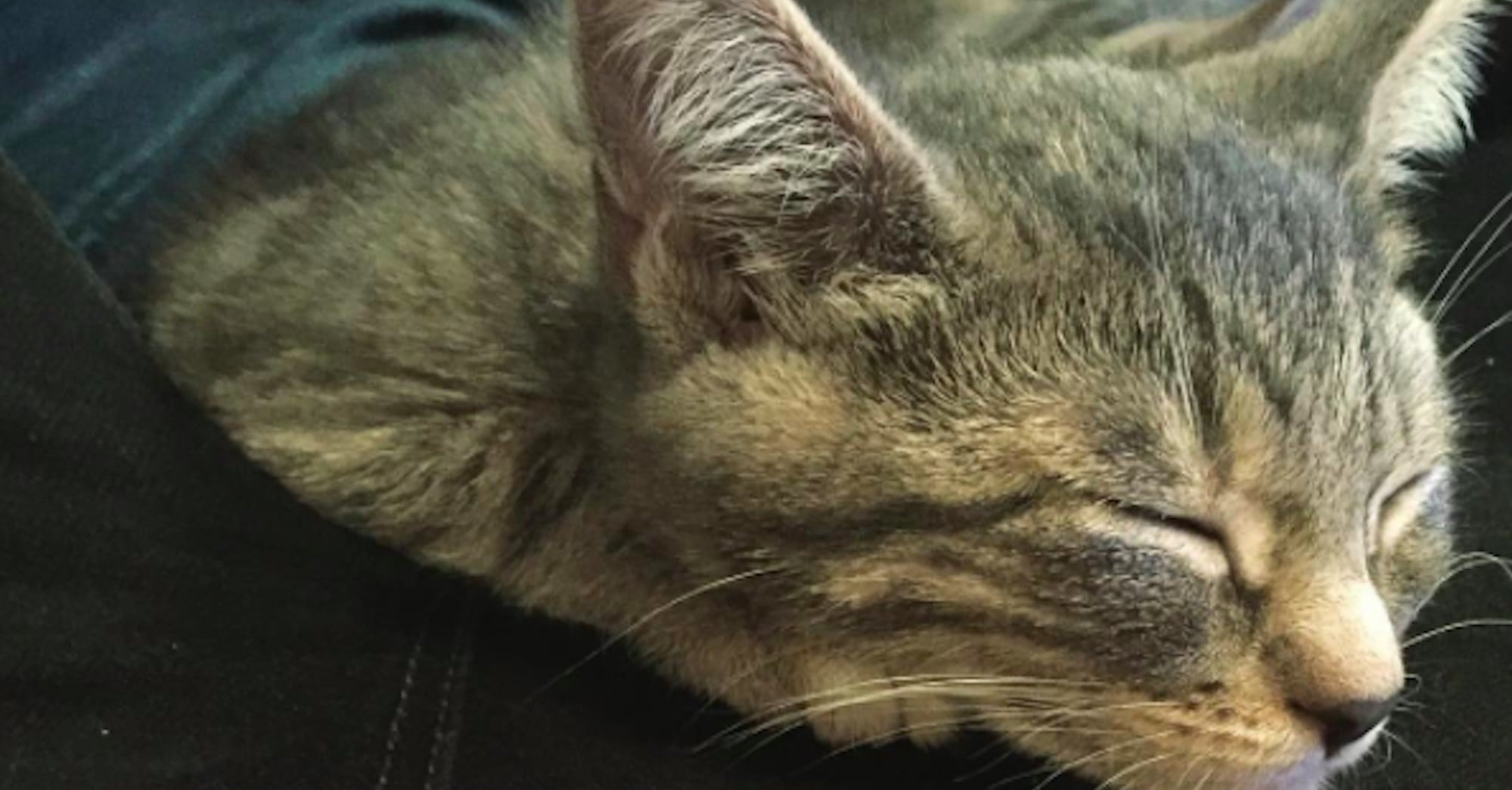 Signs You're a Cat Lady | PS Pets