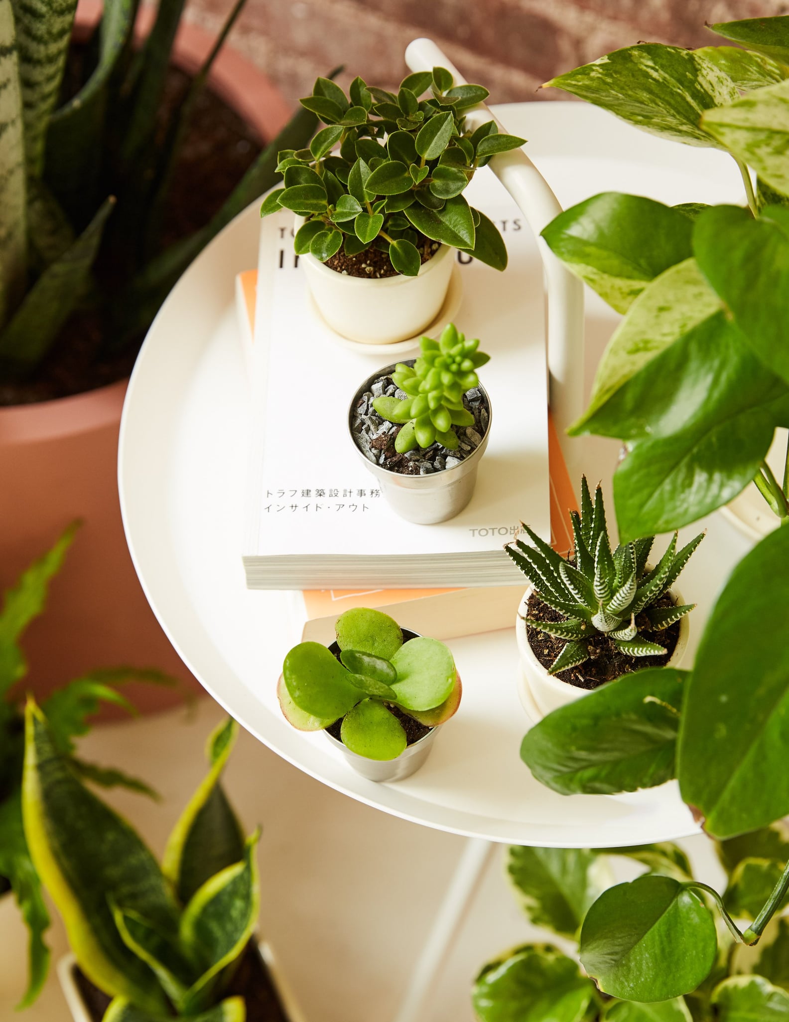 Best Office Desk Plants | PS Home