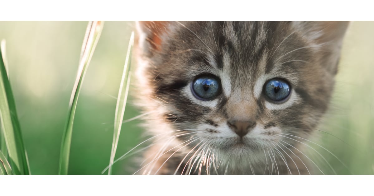 Interesting Facts About Cats | POPSUGAR Pets