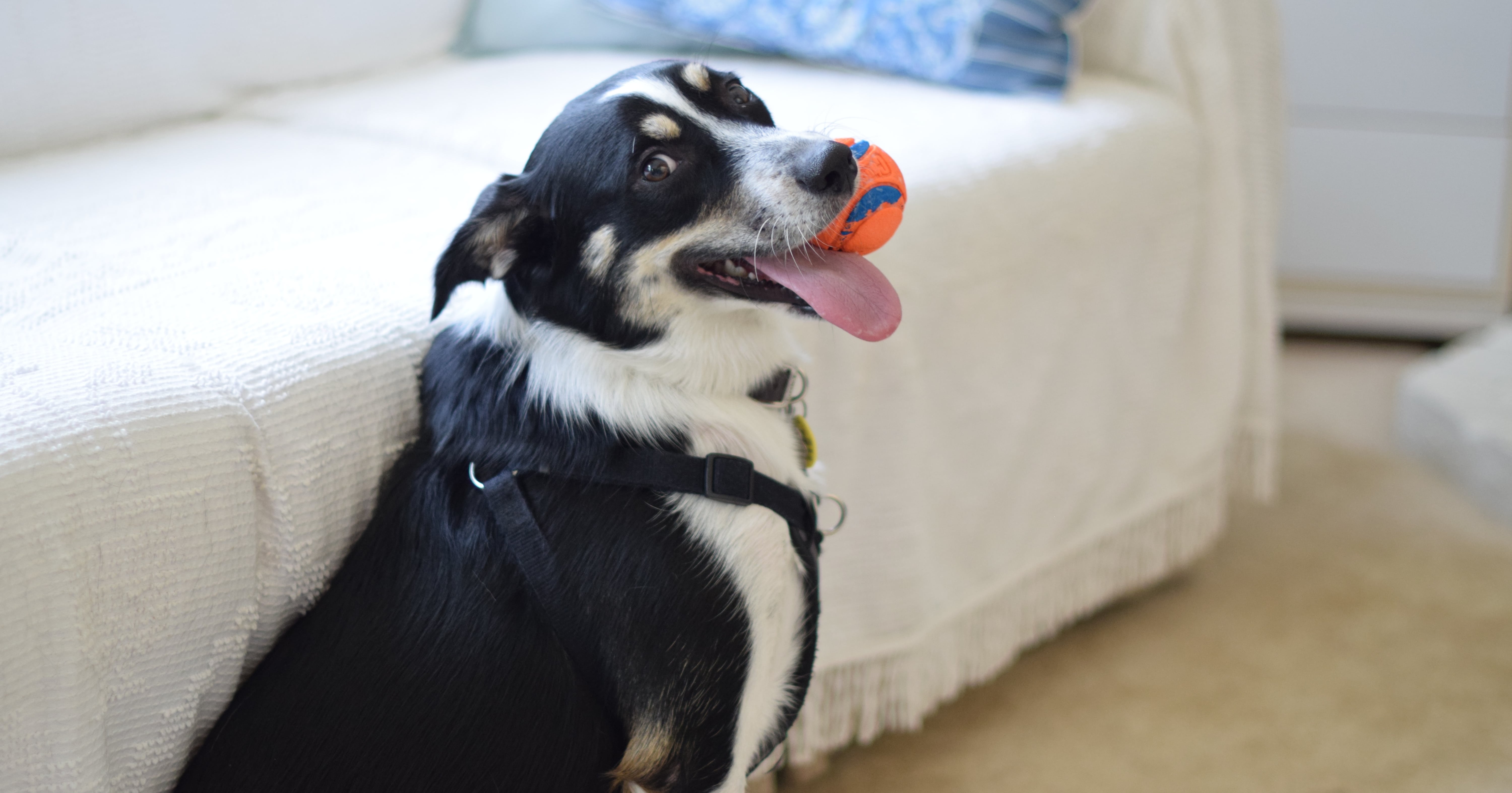 How to Show Your Pet You Appreciate Them | POPSUGAR Pets