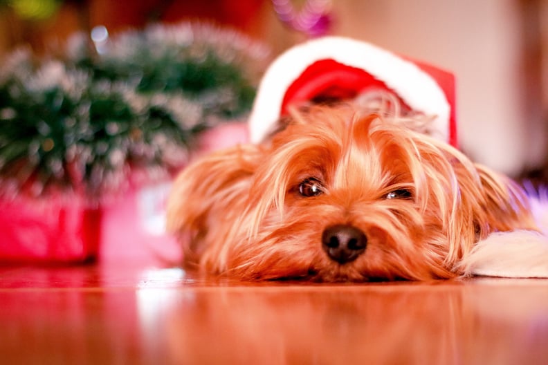Tips For Getting the Best Pet Holiday Photos | POPSUGAR Pets