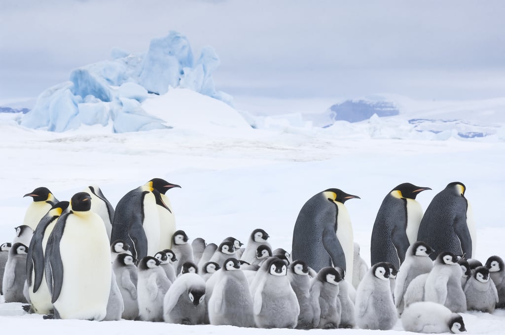 March of the Penguins 2 Photos and Details | POPSUGAR News