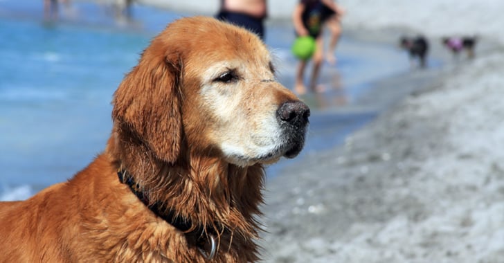 Photos of Senior Dogs | POPSUGAR Pets