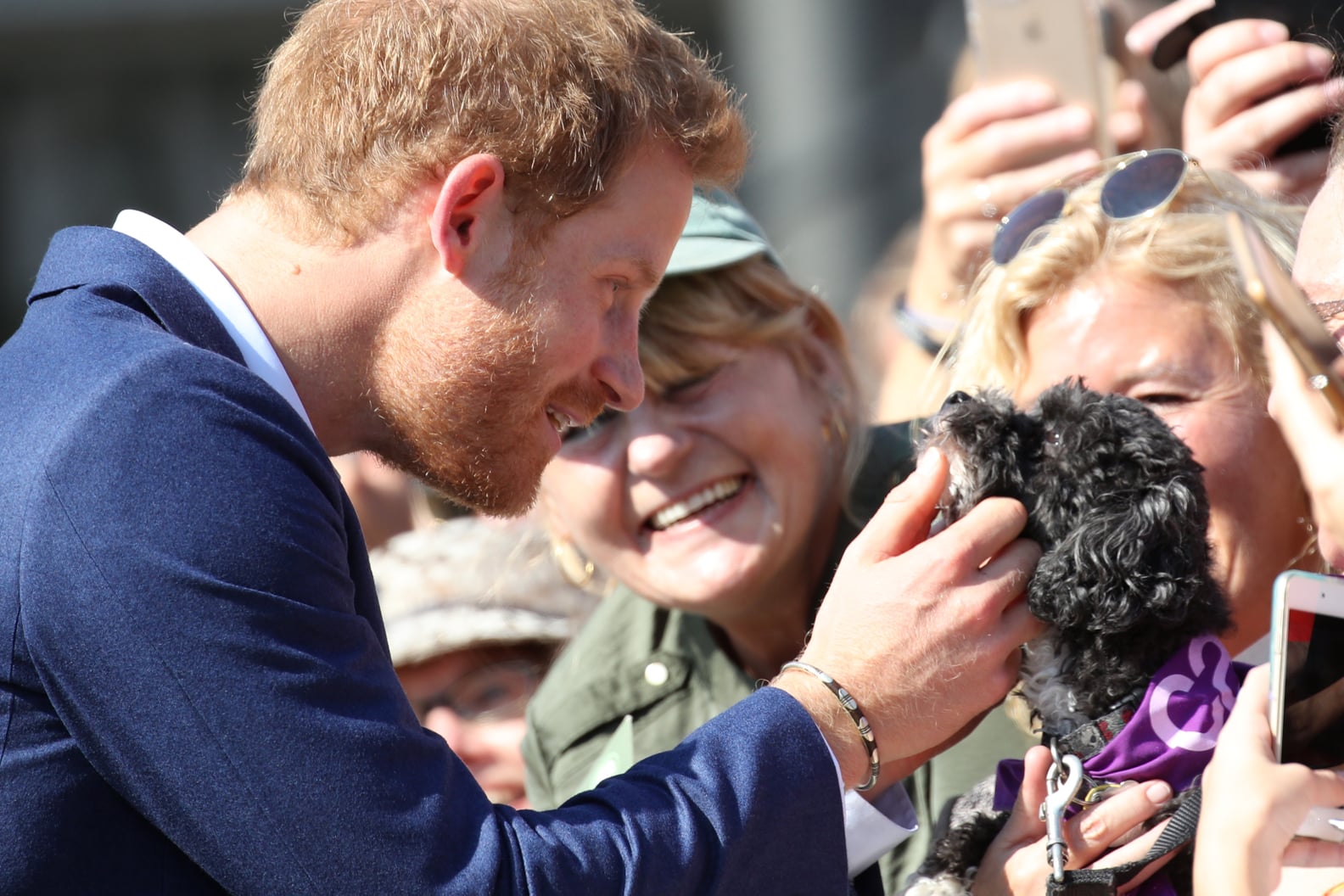 Prince Harry With Dogs Pictures | PS Celebrity