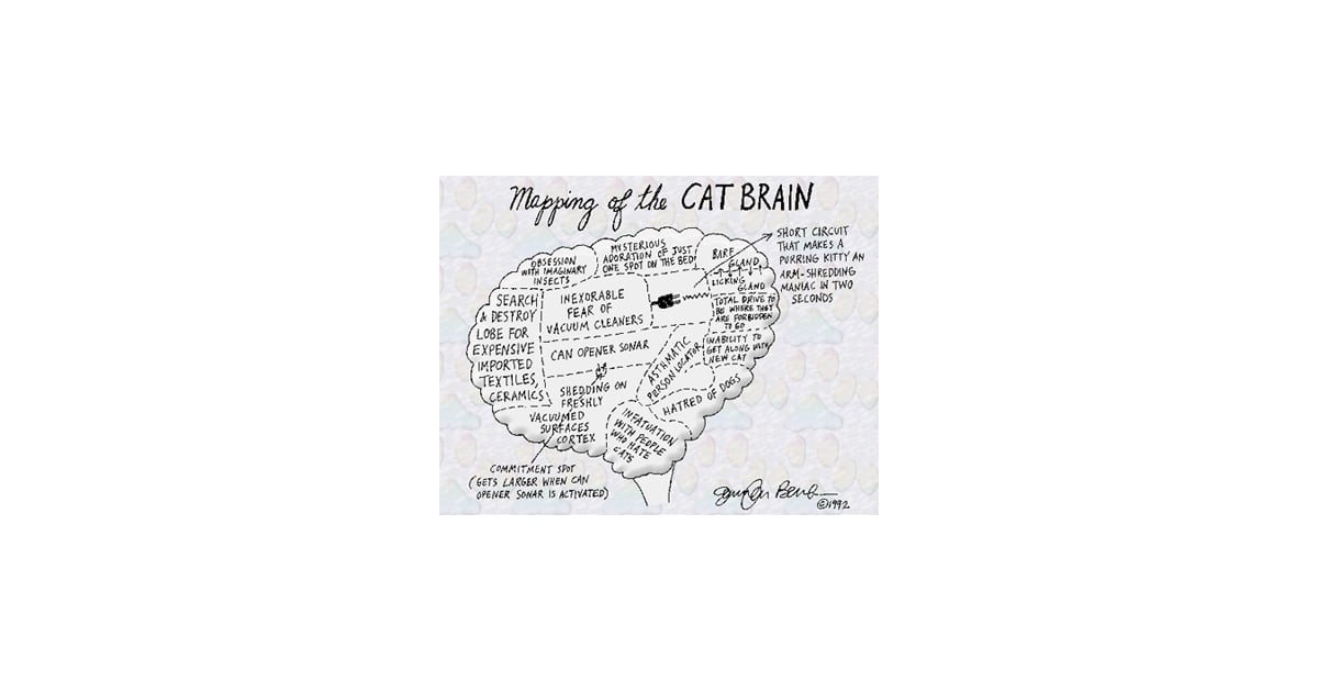 Anatomy of a Cat Brain | POPSUGAR Pets