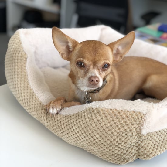 Pictures of Cute Dogs With Mustaches | POPSUGAR Pets