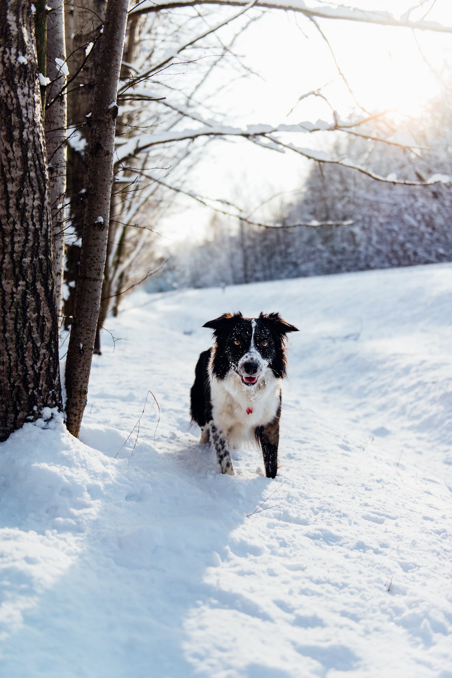 Cute Photos of Dogs in the Winter | PS Pets