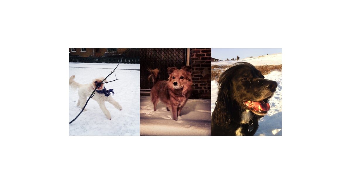 Instagram Challenge: Your Winter Pets | POPSUGAR Pets