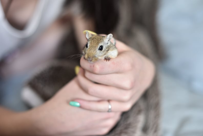 The 9 Small Pets That Are Good to Have With Dogs | POPSUGAR Pets