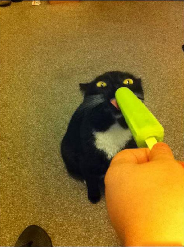 "So I introduced my cat to popsicles." | Best Photos Online | POPSUGAR ...