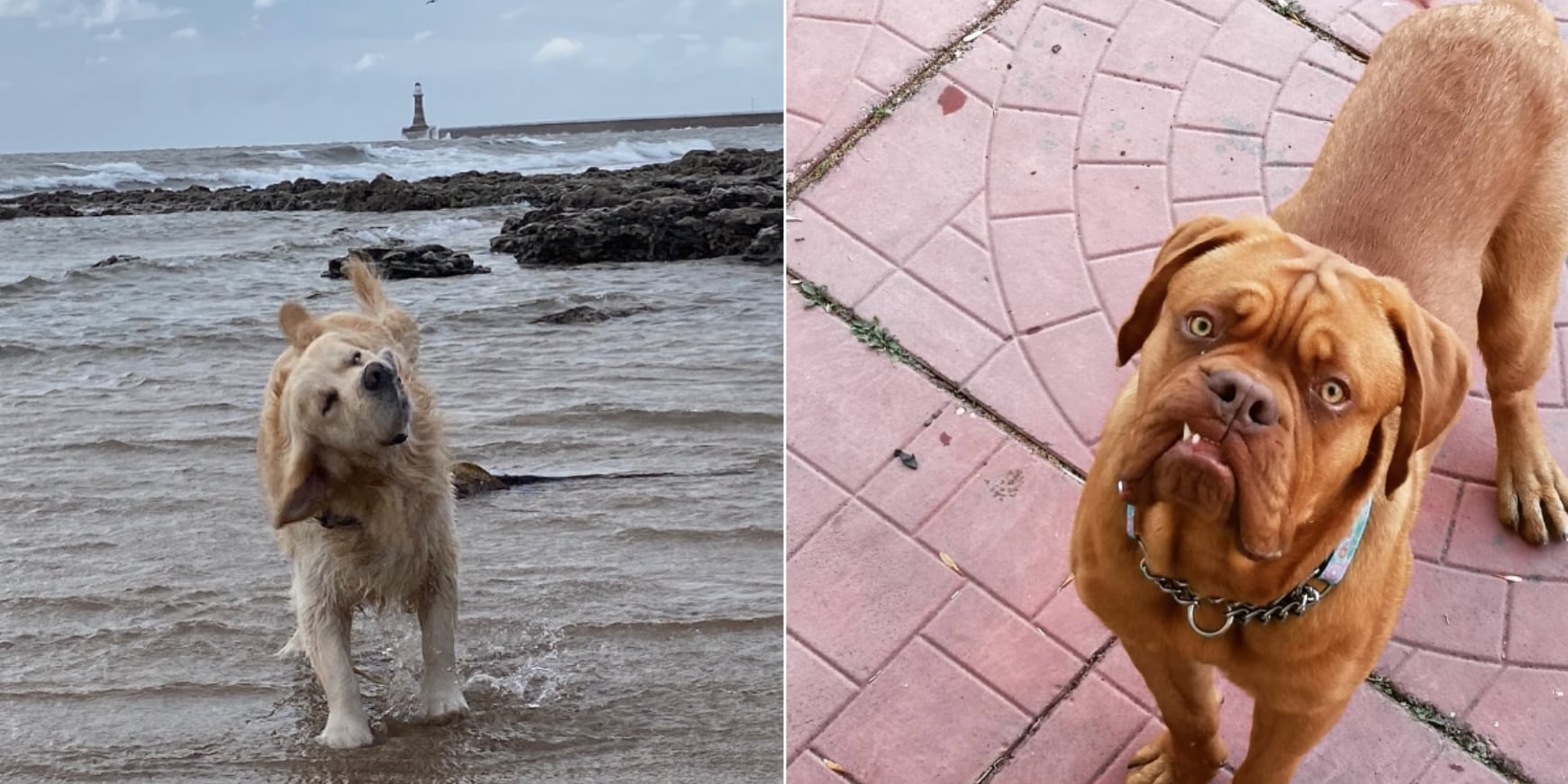 The Best Unflattering Dog Photo Challenge Pictures | PS Pets