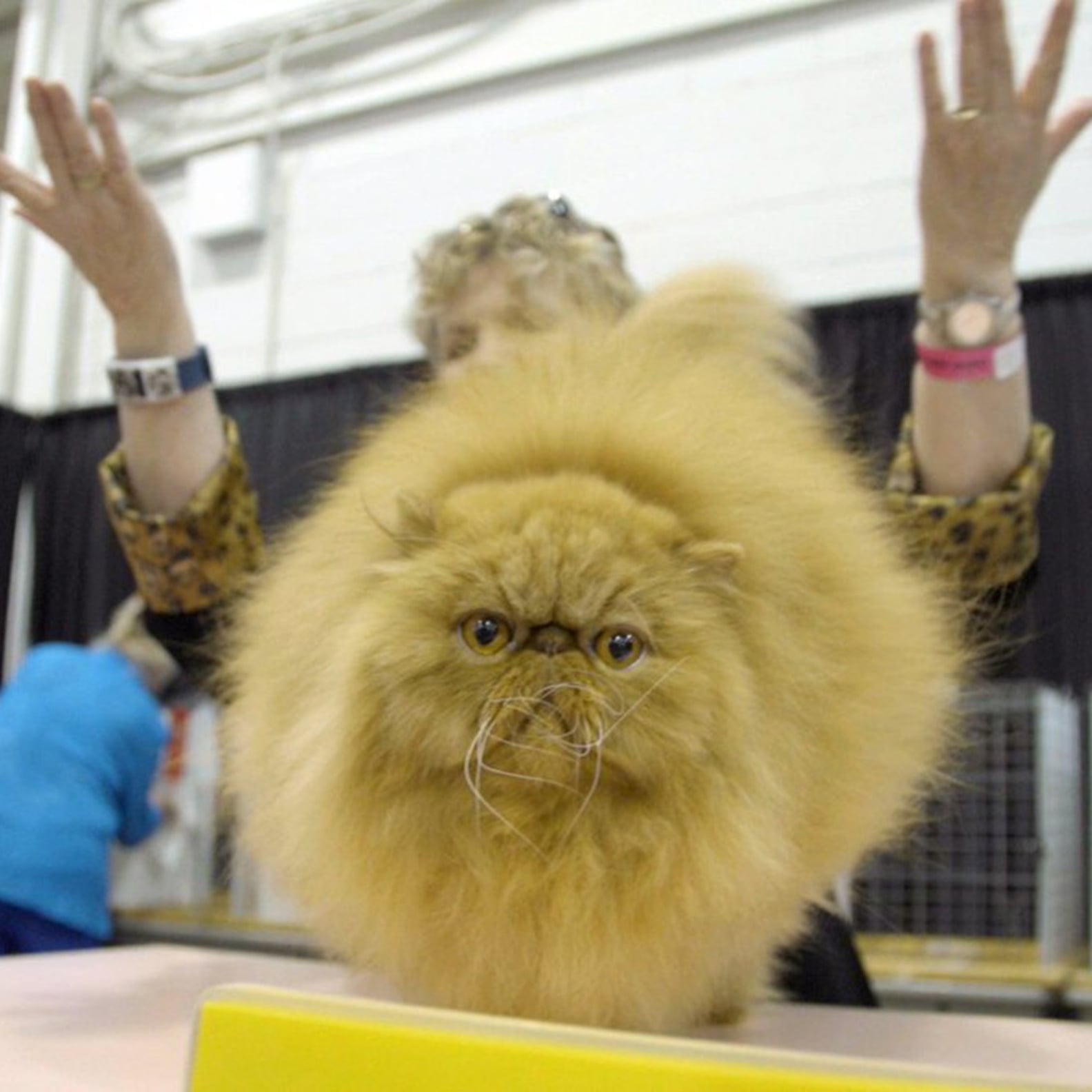 Reactions to Catwalk Documentary About Cat Shows on Netflix | PS Family