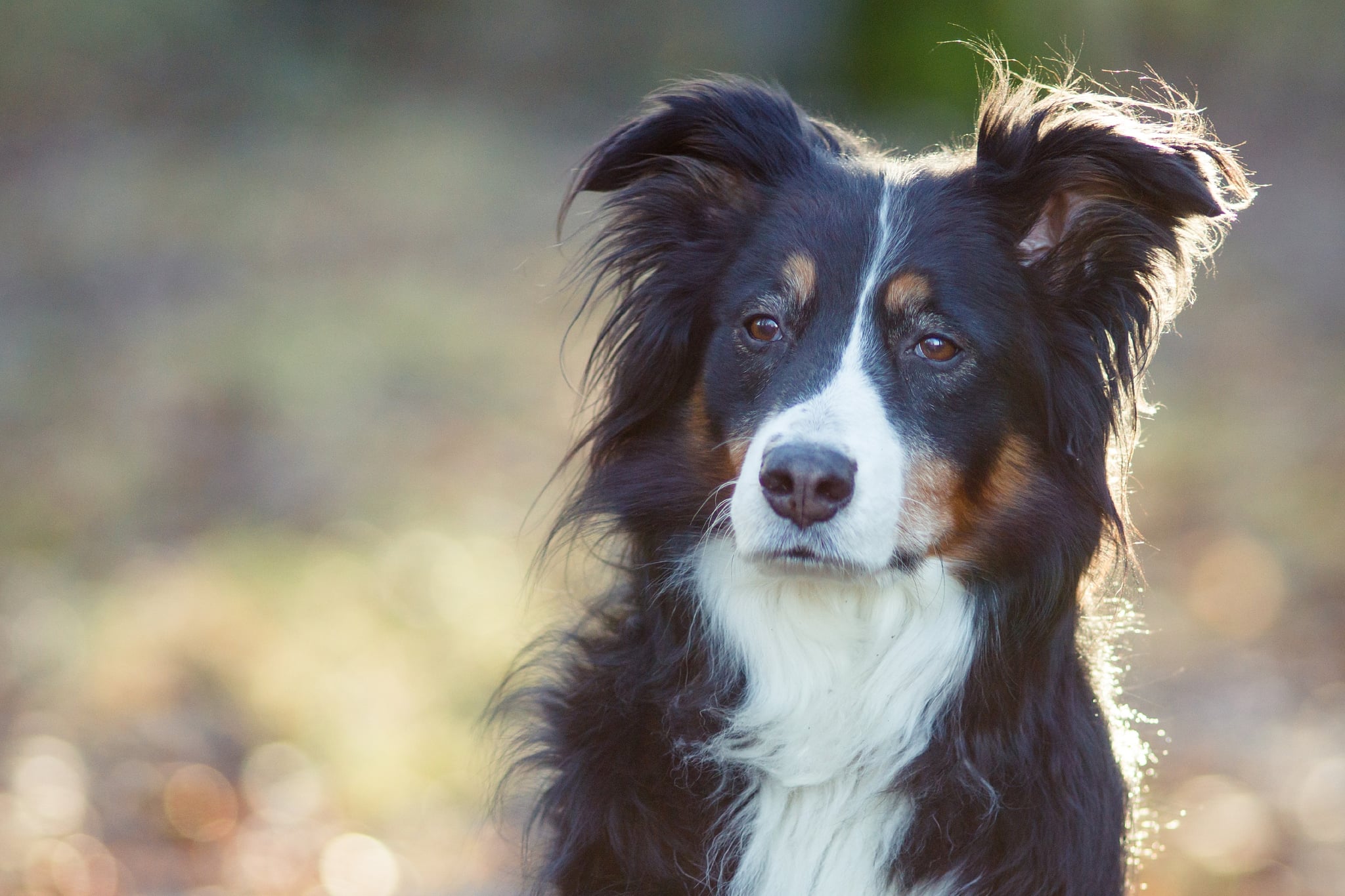 Are Australian Shepherds Smart Dogs