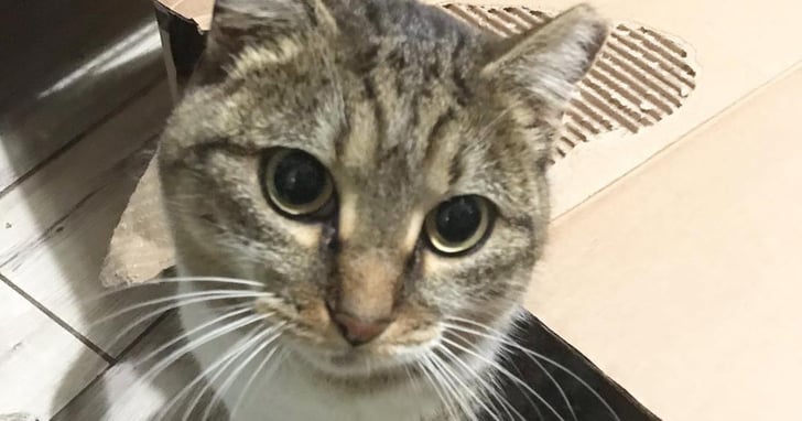 Stray Cat Scratches Window During Polar Vortex Snow Squall | POPSUGAR ...