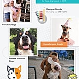 2017 Dog Trends | POPSUGAR Pets