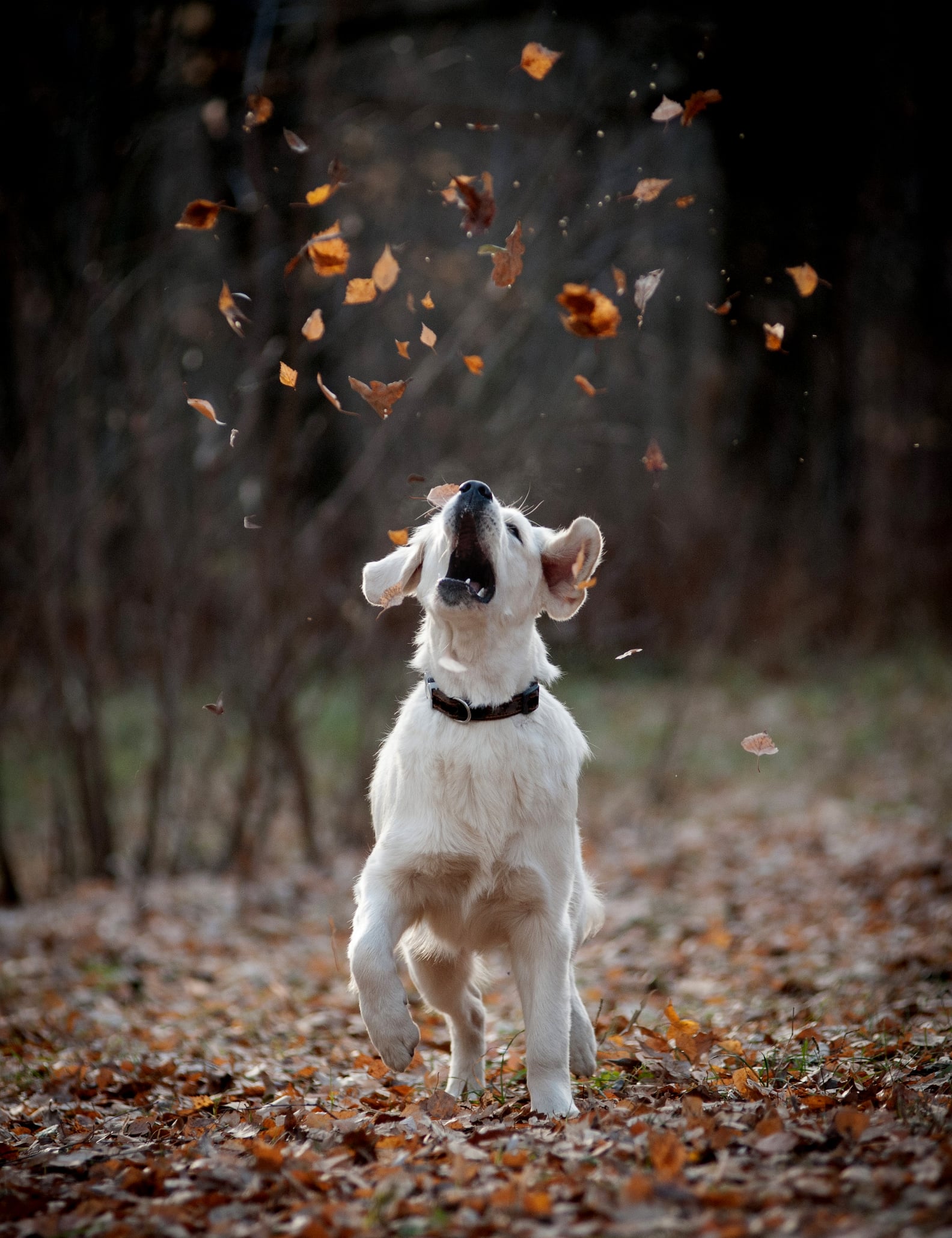 Cute Photos of Dogs in the Fall | PS Pets