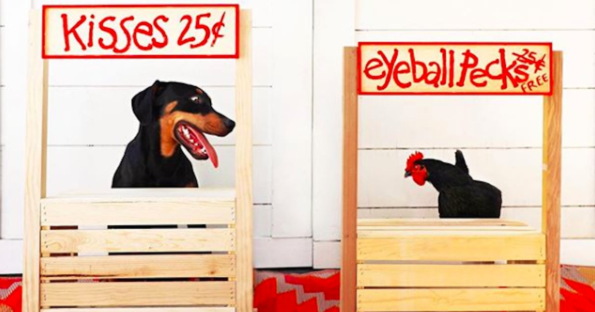 Funny Pic of Dog and Chicken Selling Kisses | PS Pets