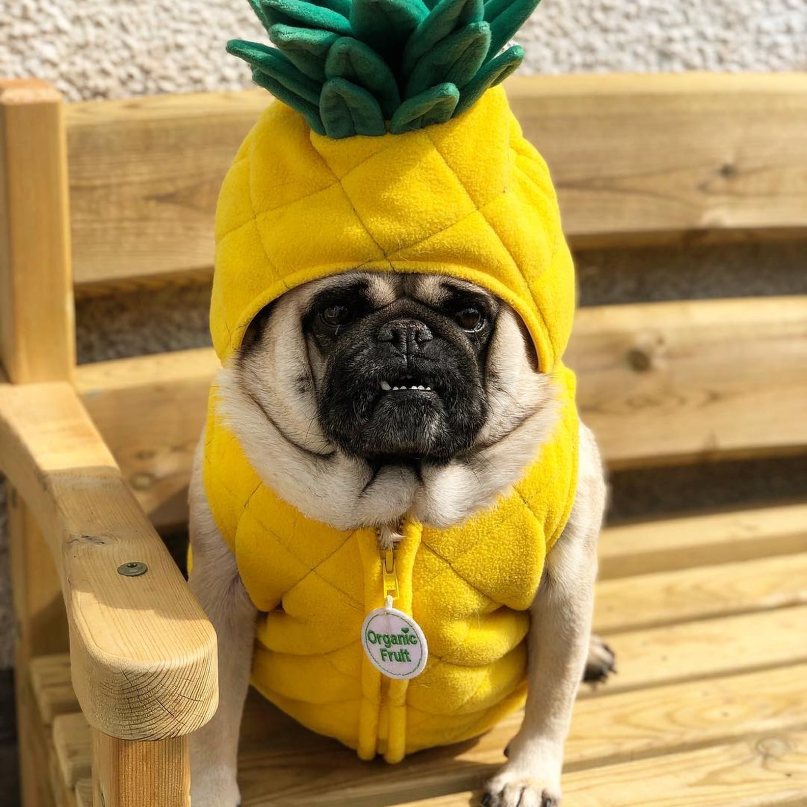 This Pug Rescue Has an Instagram Account That Will Melt You | PS Pets