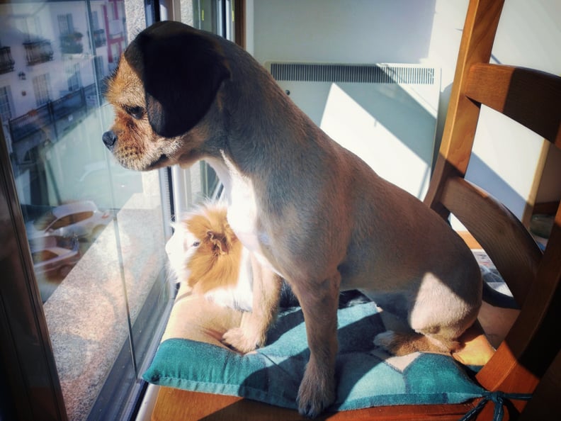 The 9 Small Pets That Are Good to Have With Dogs | PS Pets