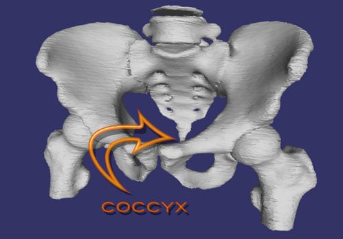 Coccyx | POPSUGAR Fitness