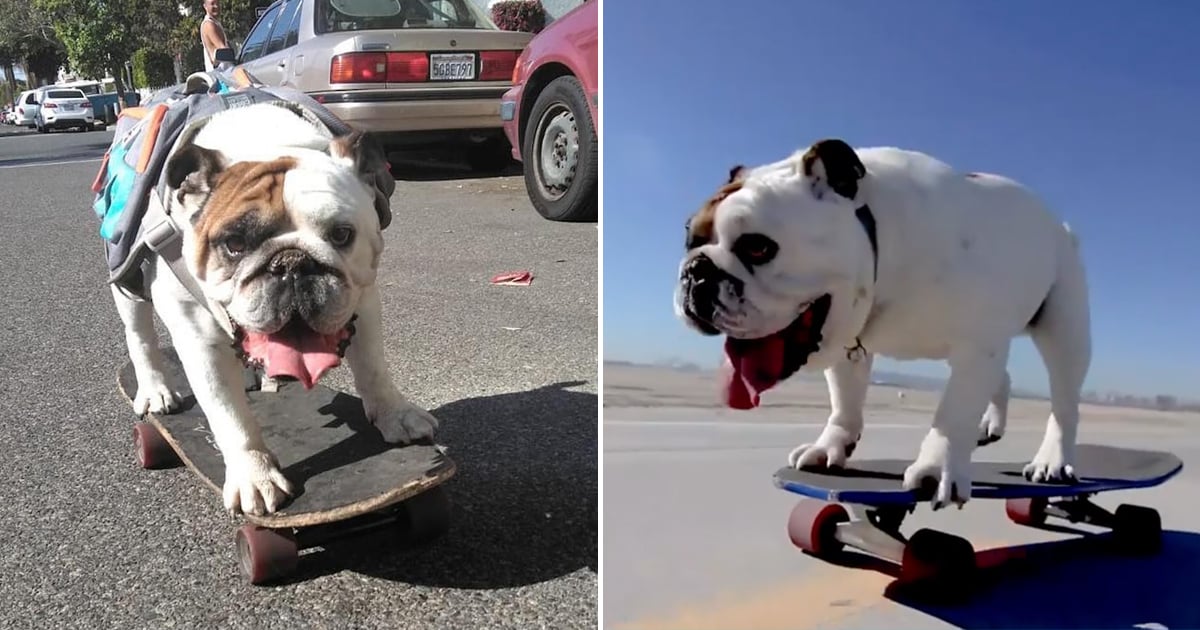 Skateboarding Bulldog