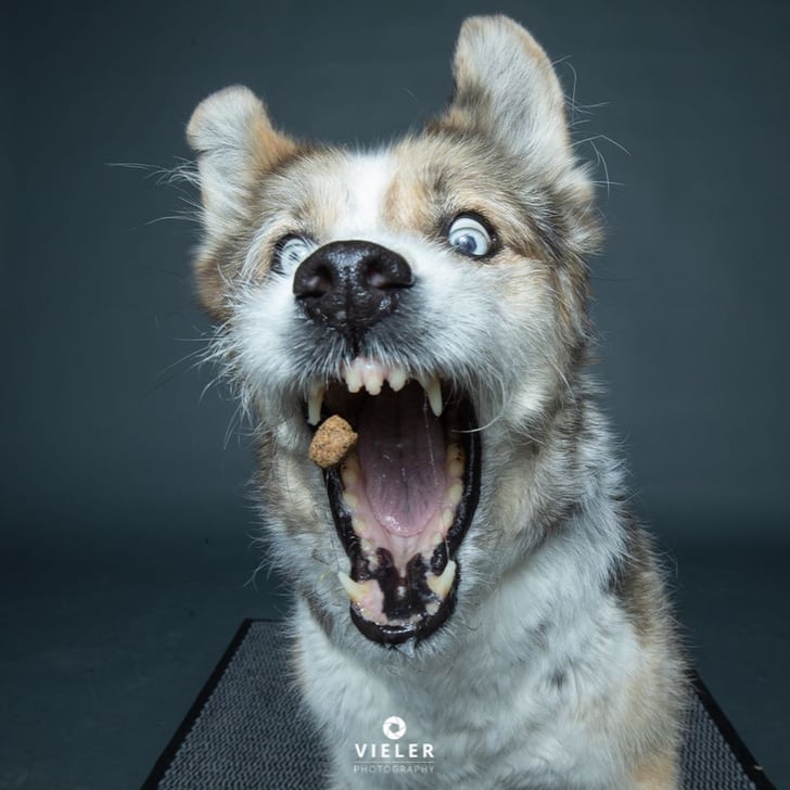 Dogs Catching Treats Photo Series | POPSUGAR UK Parenting Photo 43