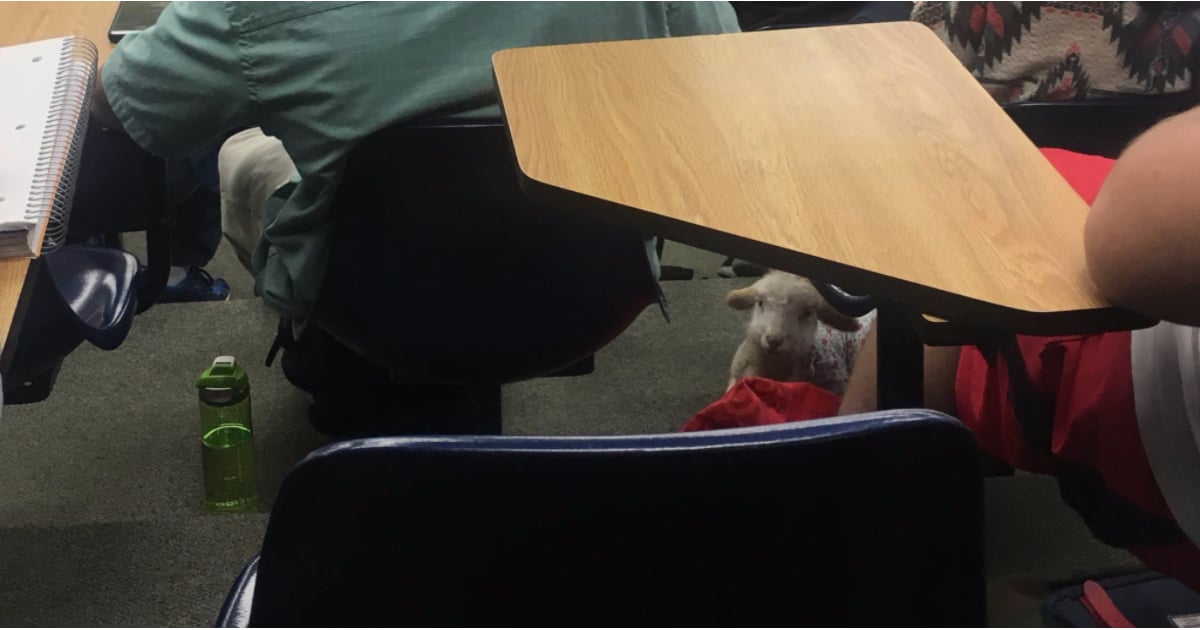 Pet Lamb in Classroom | POPSUGAR Pets