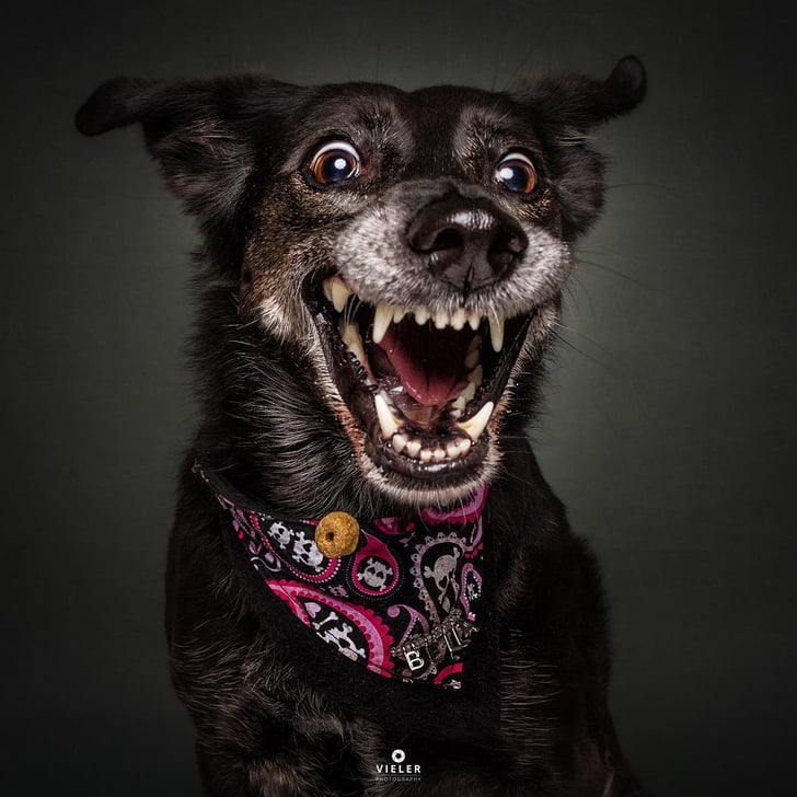 Dogs Catching Treats Photo Series | POPSUGAR UK Parenting Photo 76