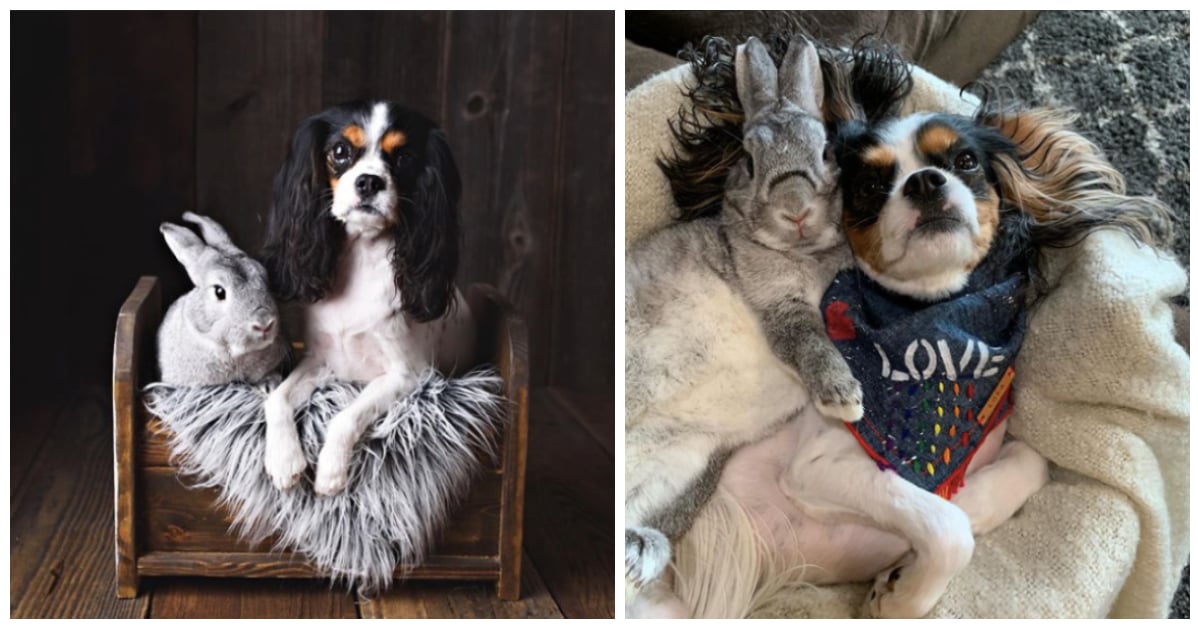 Photos and Videos of Dog and Bunny | PS Pets