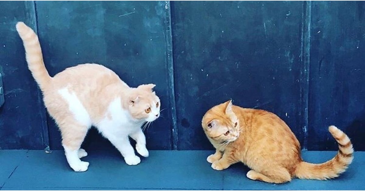 Ed Sheeran's Cat Instagram | POPSUGAR Celebrity