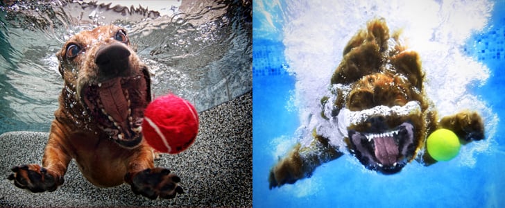 Pet Photography Tips From Underwater Dogs' Seth Casteel | PS Pets